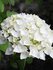 Гортензия Садовые Растения, Macrophylla White, многолетняя, высота 200 см, белый...