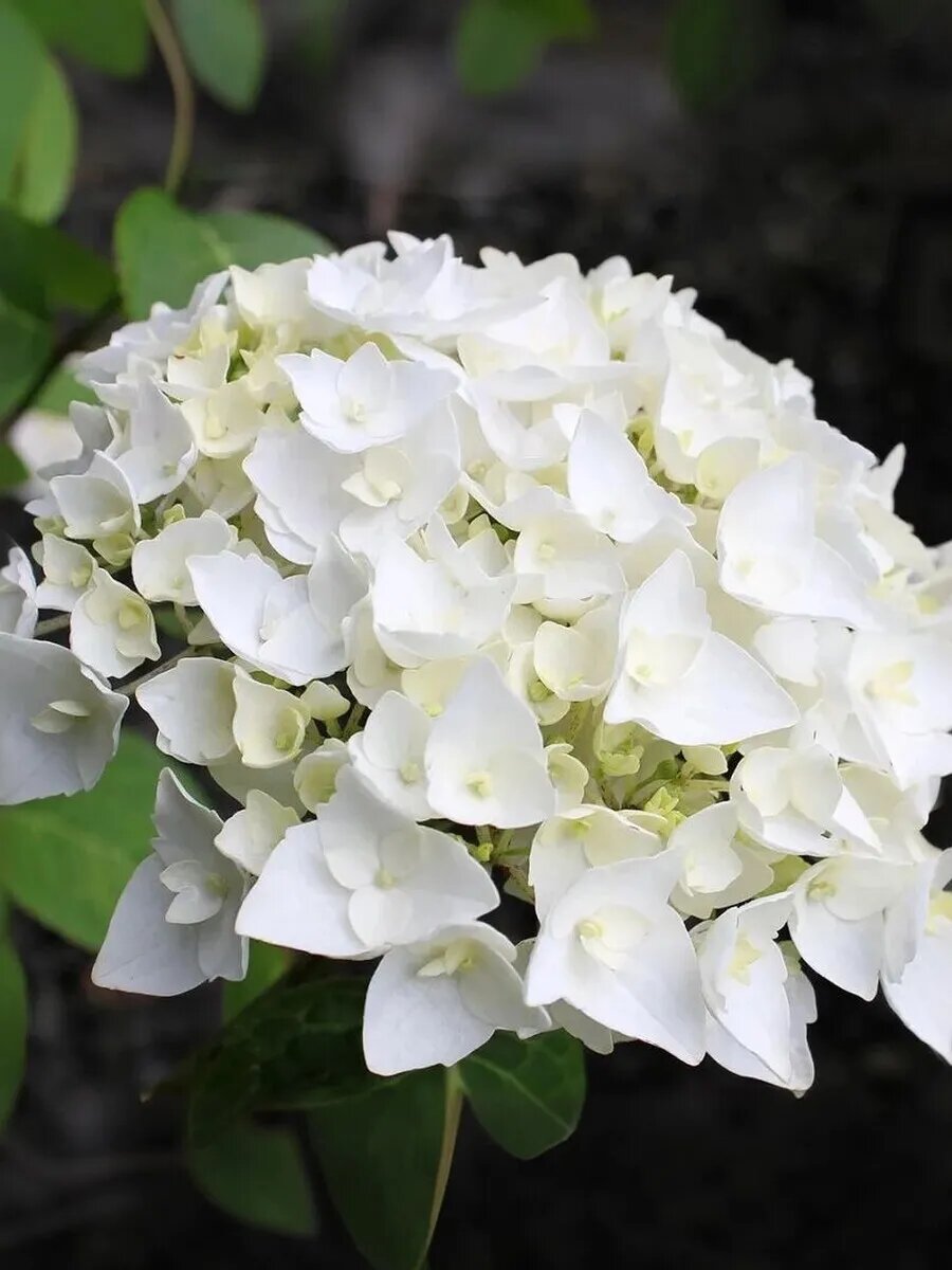 Гортензия Macrophylla White