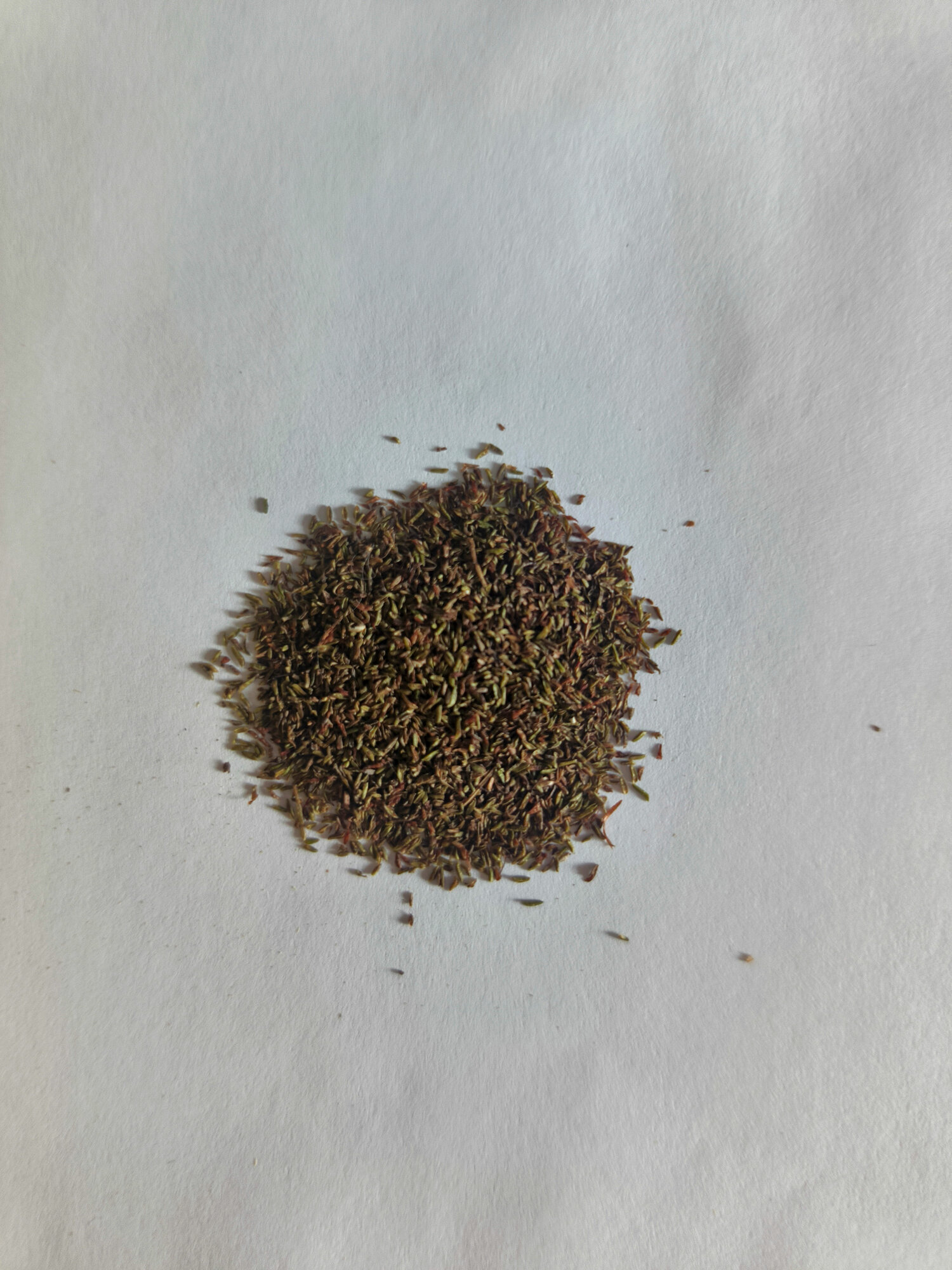 Семена вереск обыкновенный для посадки 250 штук