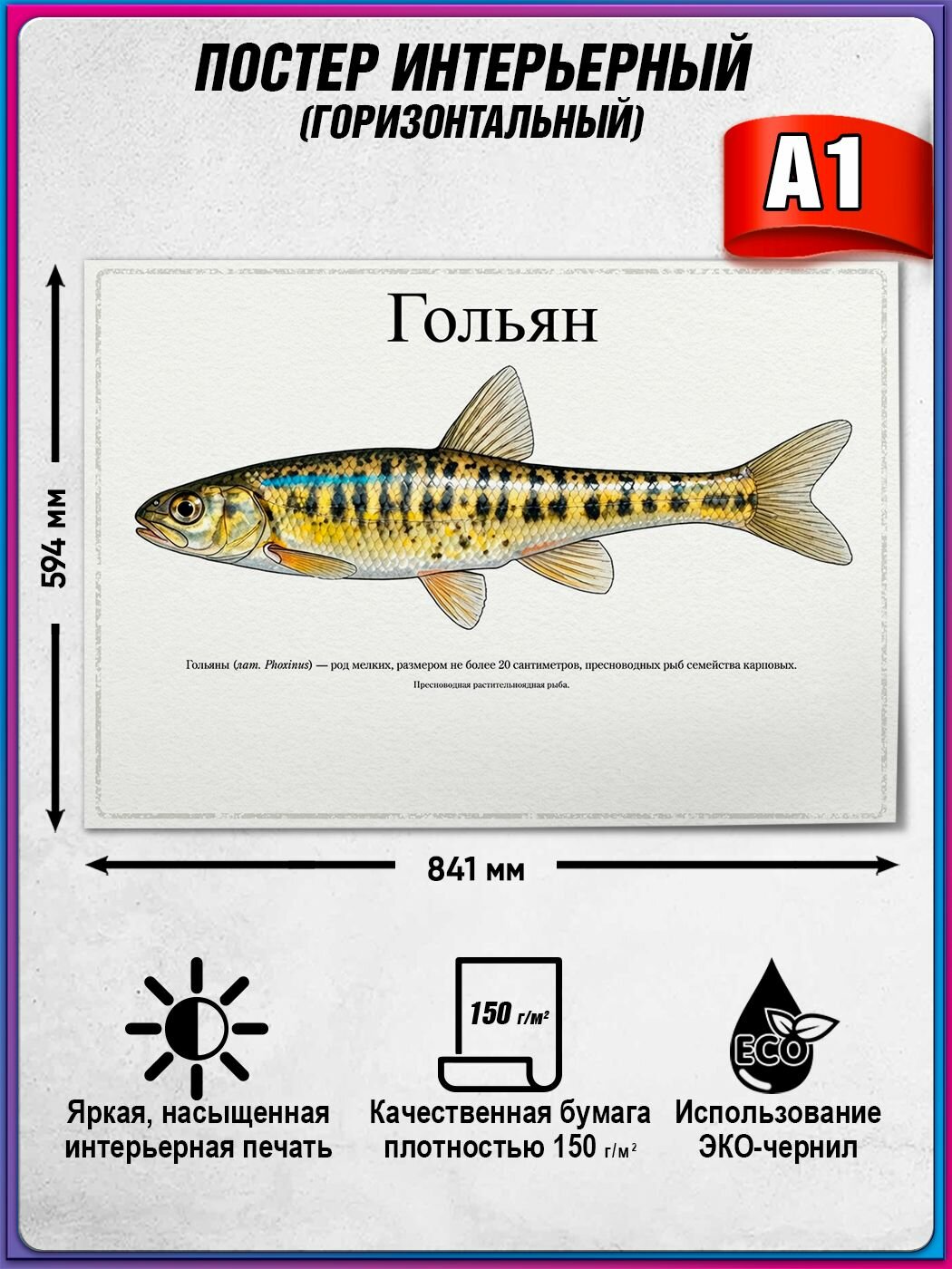 Постер интерьерный "Гольян", плакат, подарок на День рыбака / А-1 (84x60 см.)