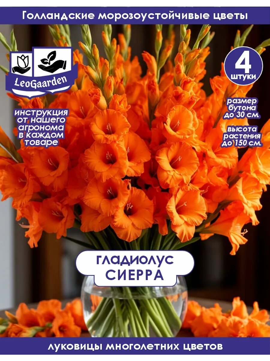 Гладиолус Луковица, Сиерра крупные, 4шт