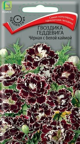 Семена Гвоздика "Геддевига" Черная с белой каймой "Поиск"