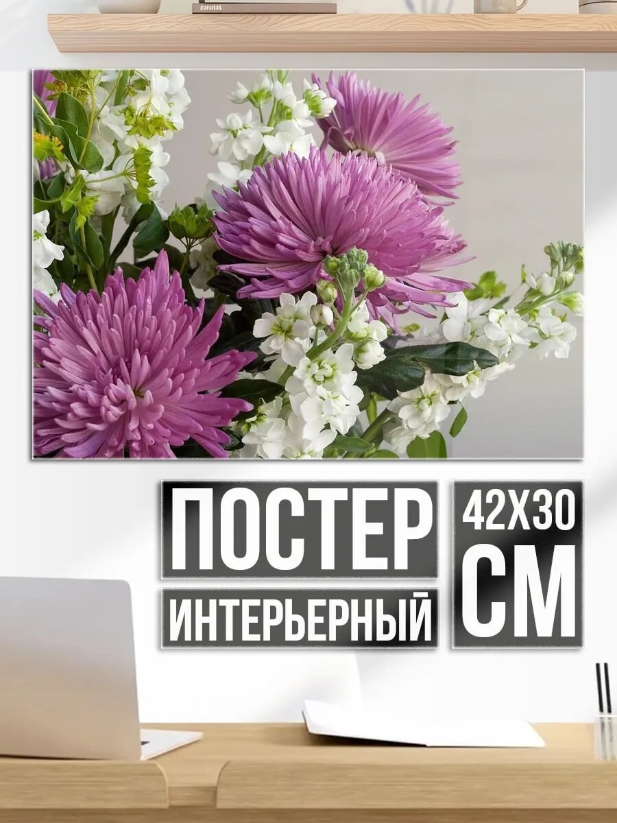 Плакат постер Пурпурные хризантемы