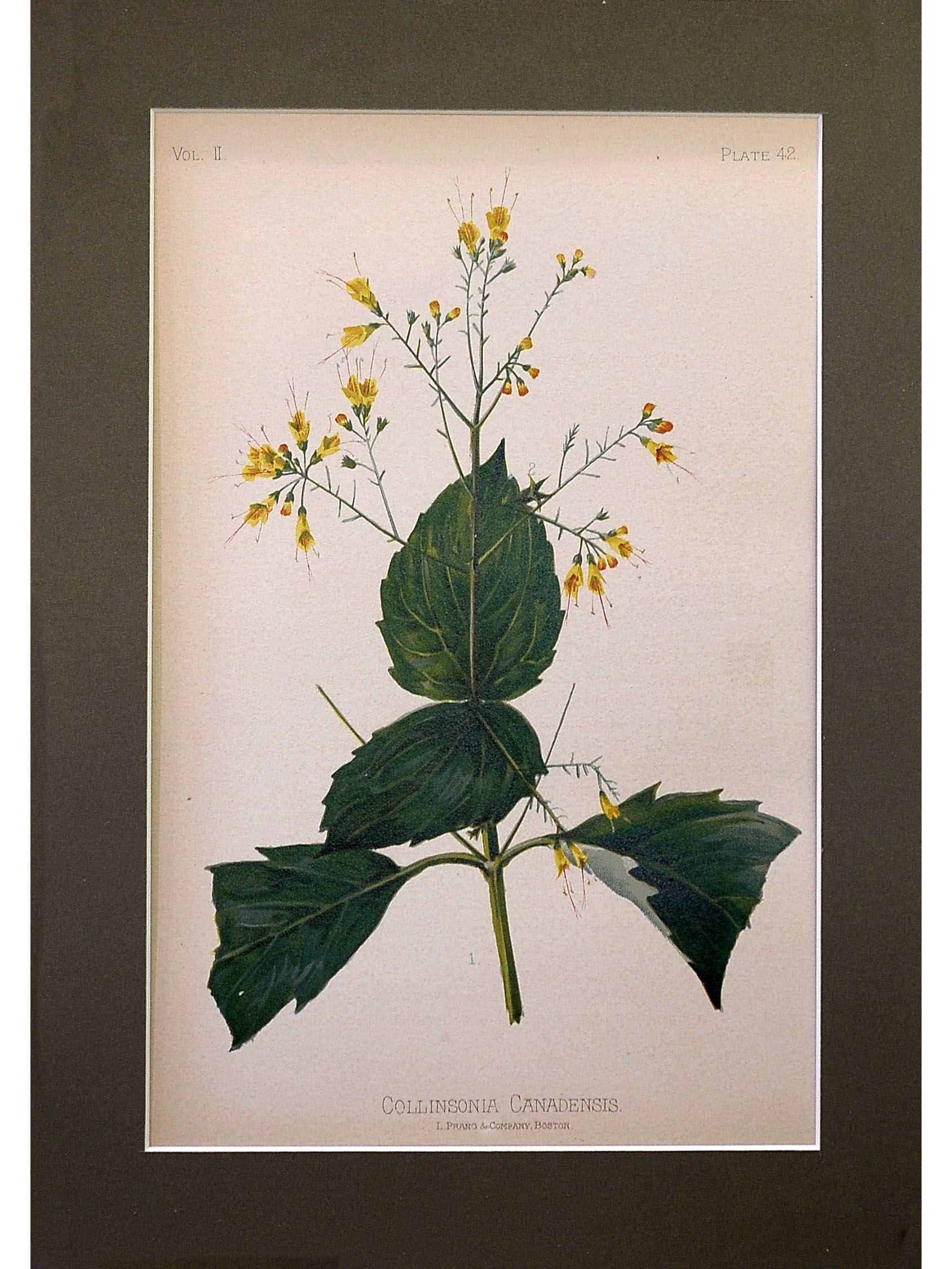 Ботаническая антикварная иллюстрация Collinsonia Canadensis. Томас Михан, США 1880 год.