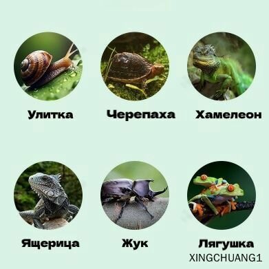 Дождевая система для террариума — фото 1