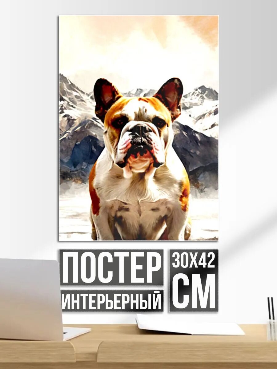 Постер на стену Бульдог в белых горах