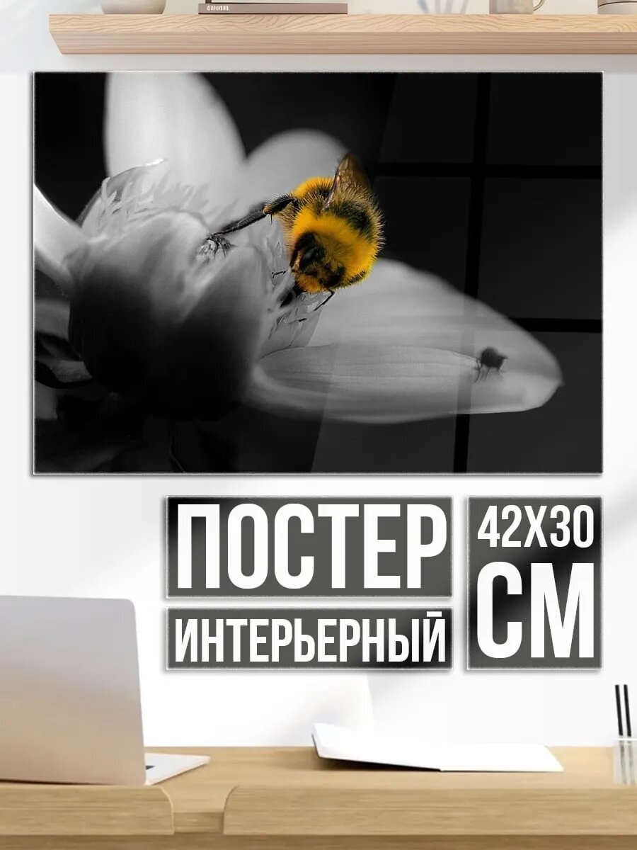 Плакат постер Шмель на цветке