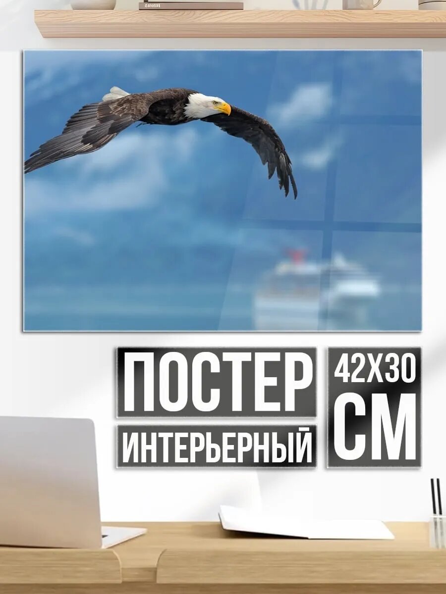 Плакат постер Орел над водой