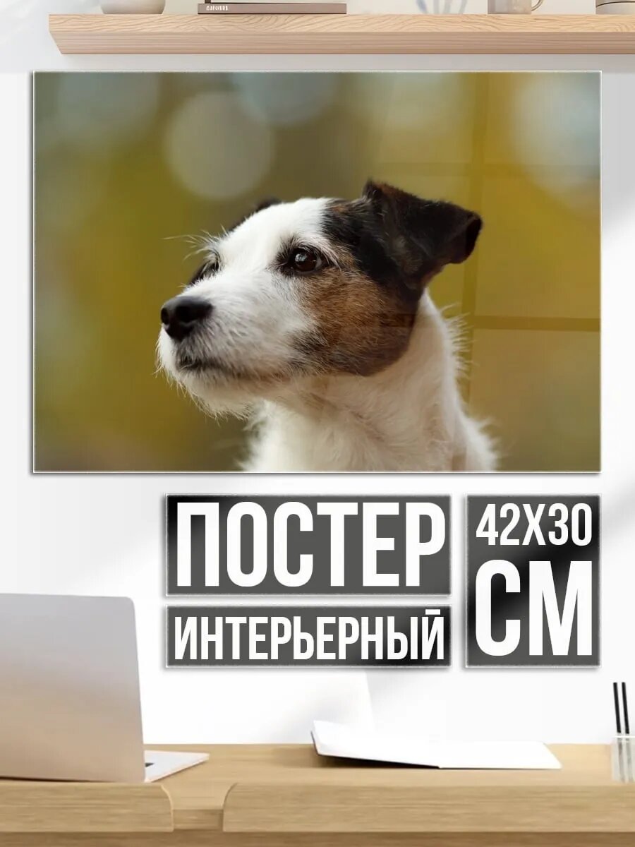 Плакат постер Портрет терьера