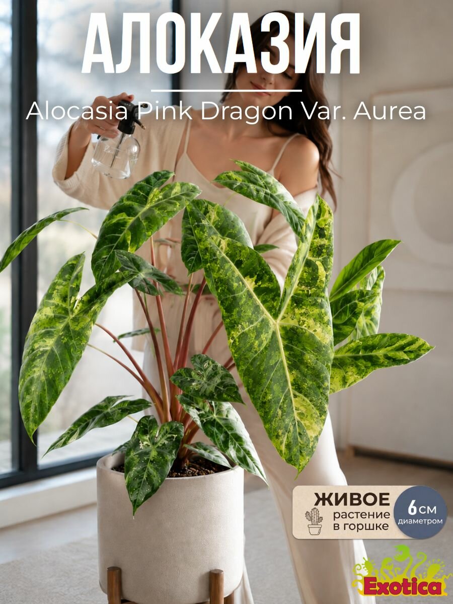 Алоказия Пинк Драгон Вариегатная Ауреа (Alocasia Pink Dragon Variegated Aurea) D6см, живое растение