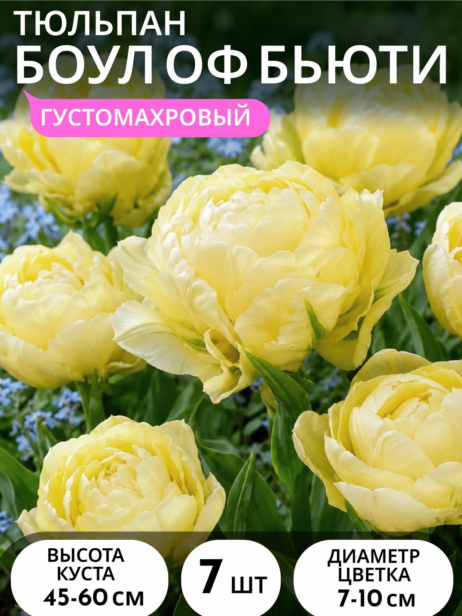 Тюльпаны махровые многолетние луковицы сорта "Боул Оф Бьюти" 7 шт