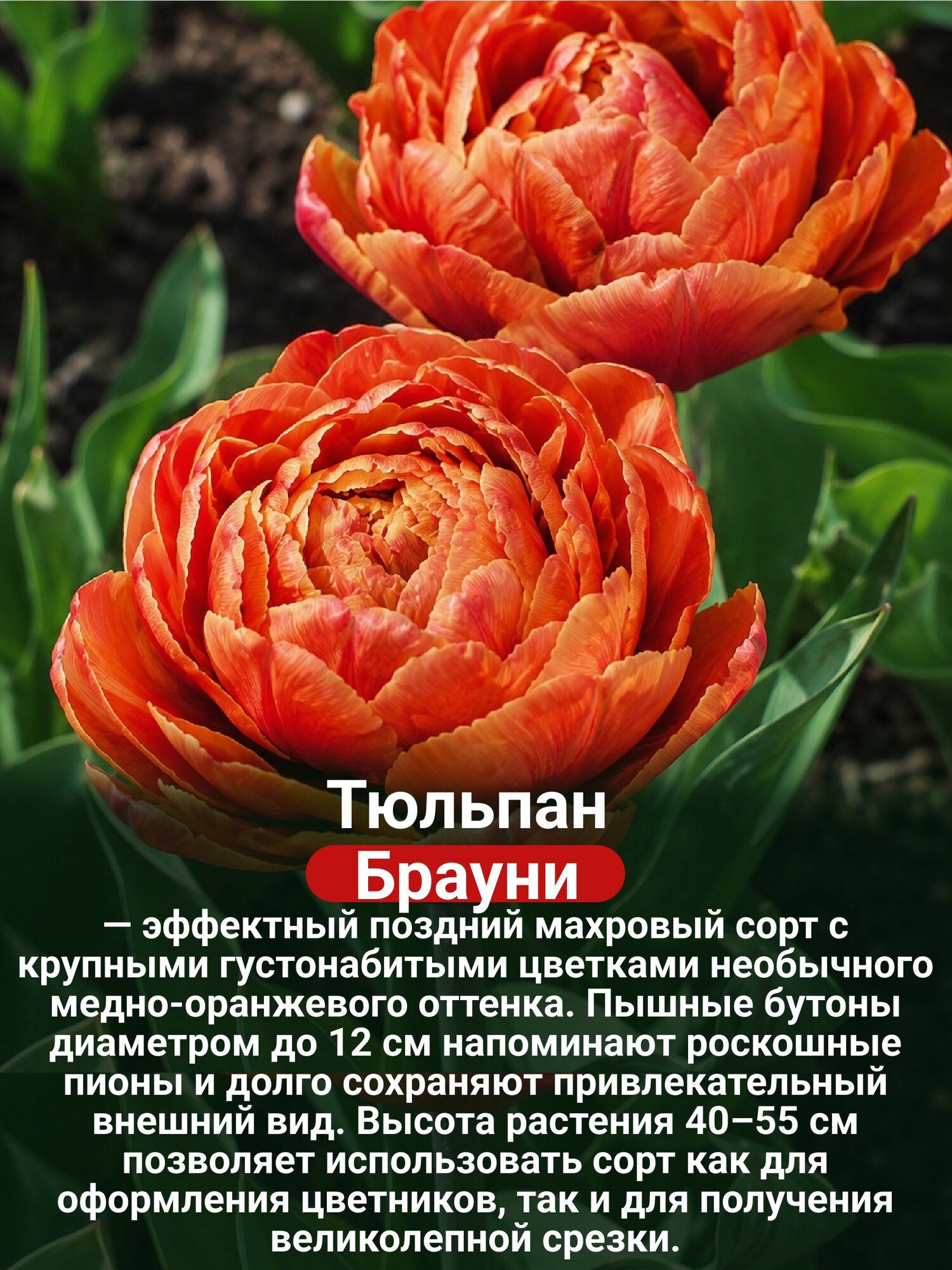 Тюльпаны луковицы многолетние сорта "Брауни" 7 шт в упаковке — фото 1