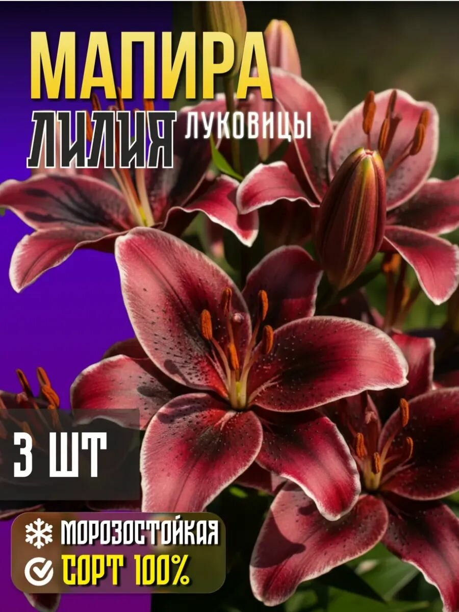 Лилиля азиатская, 3 луковицы