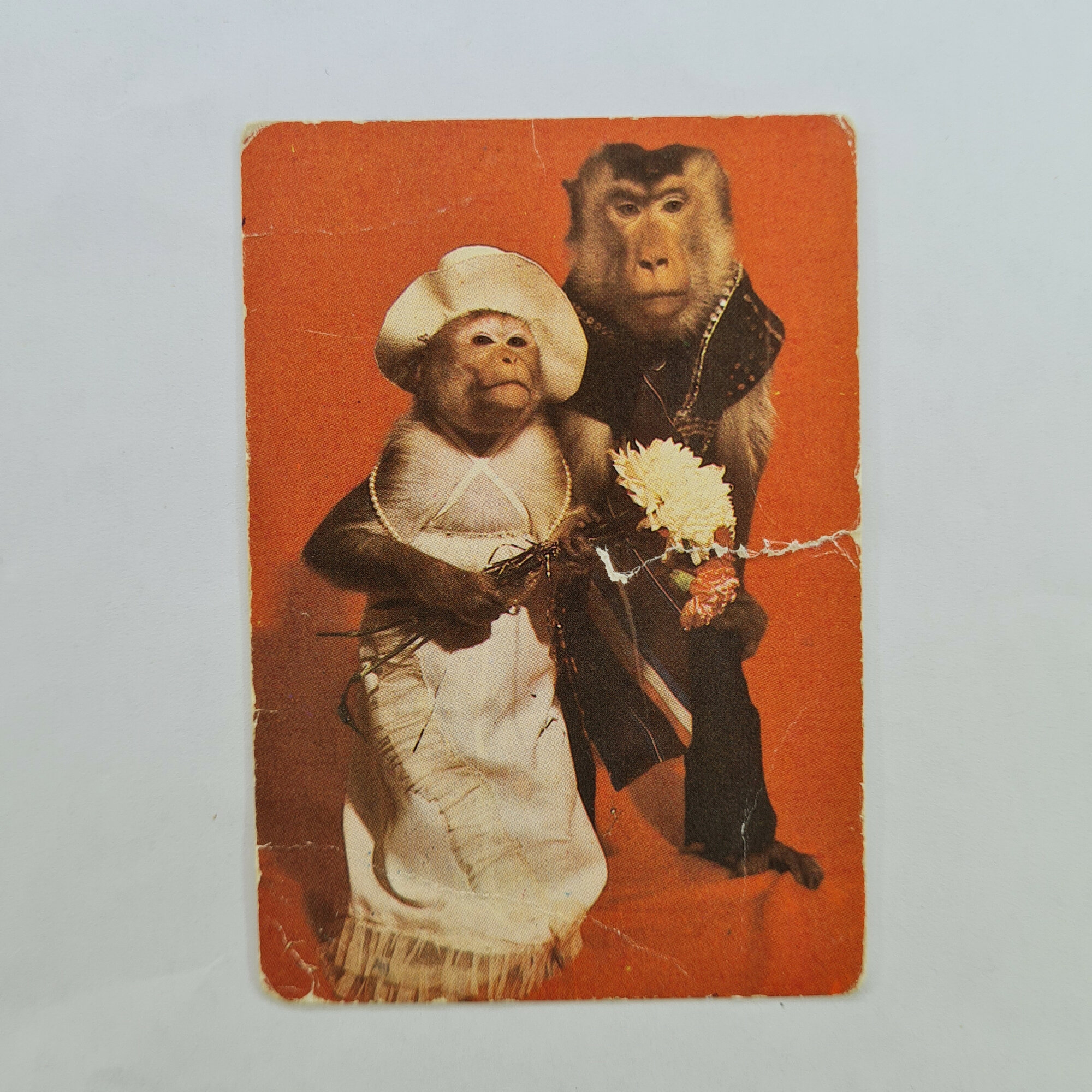 Карманный календарик СССР 1986. Цирк, обезьяны в костюмах. Советский календарь