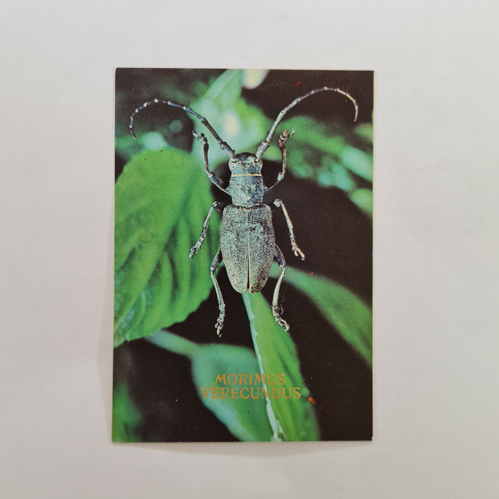 Карманный календарик 1991. Morimus verecundus, жук усач на листе, насекомые. Календарь винтажный