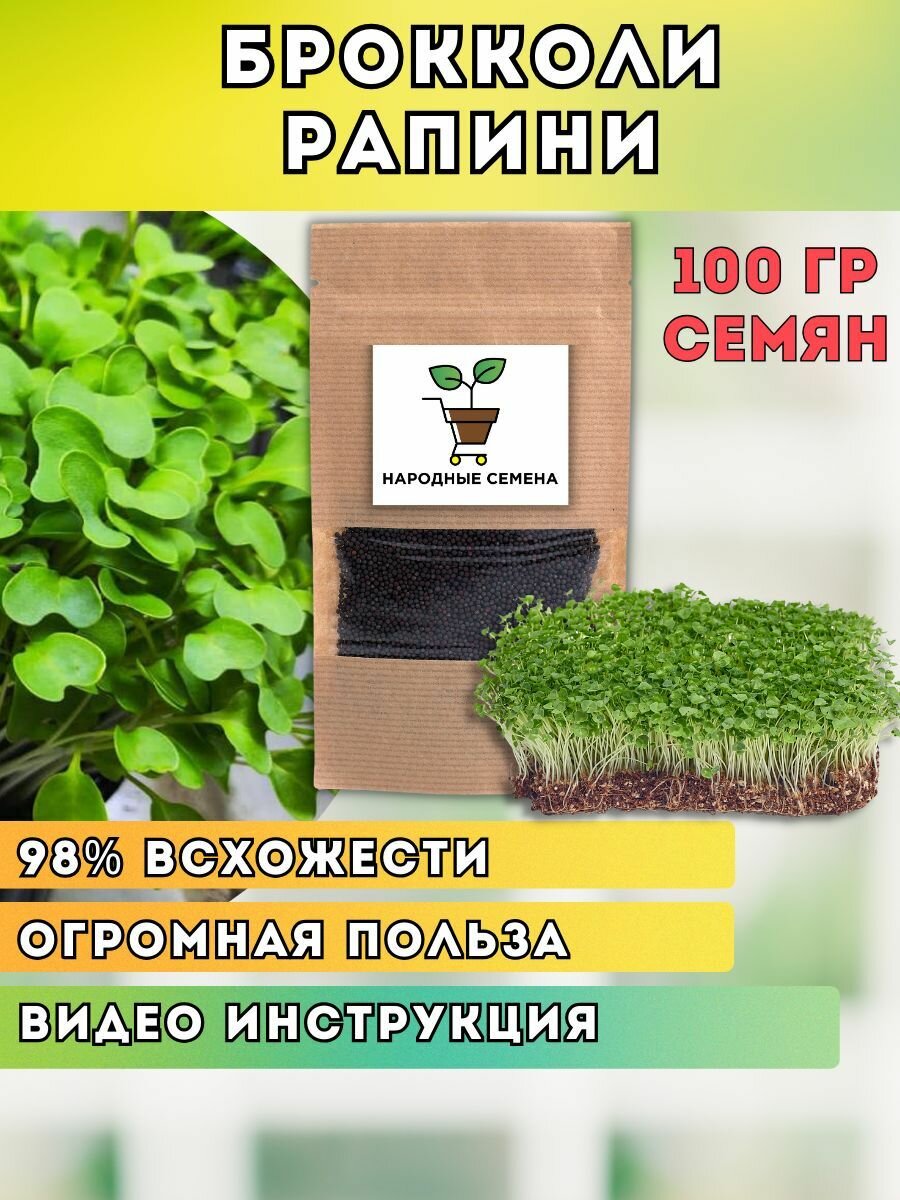 Семена брокколи Рапини для микрозелени 100 гр для проращивания рапини