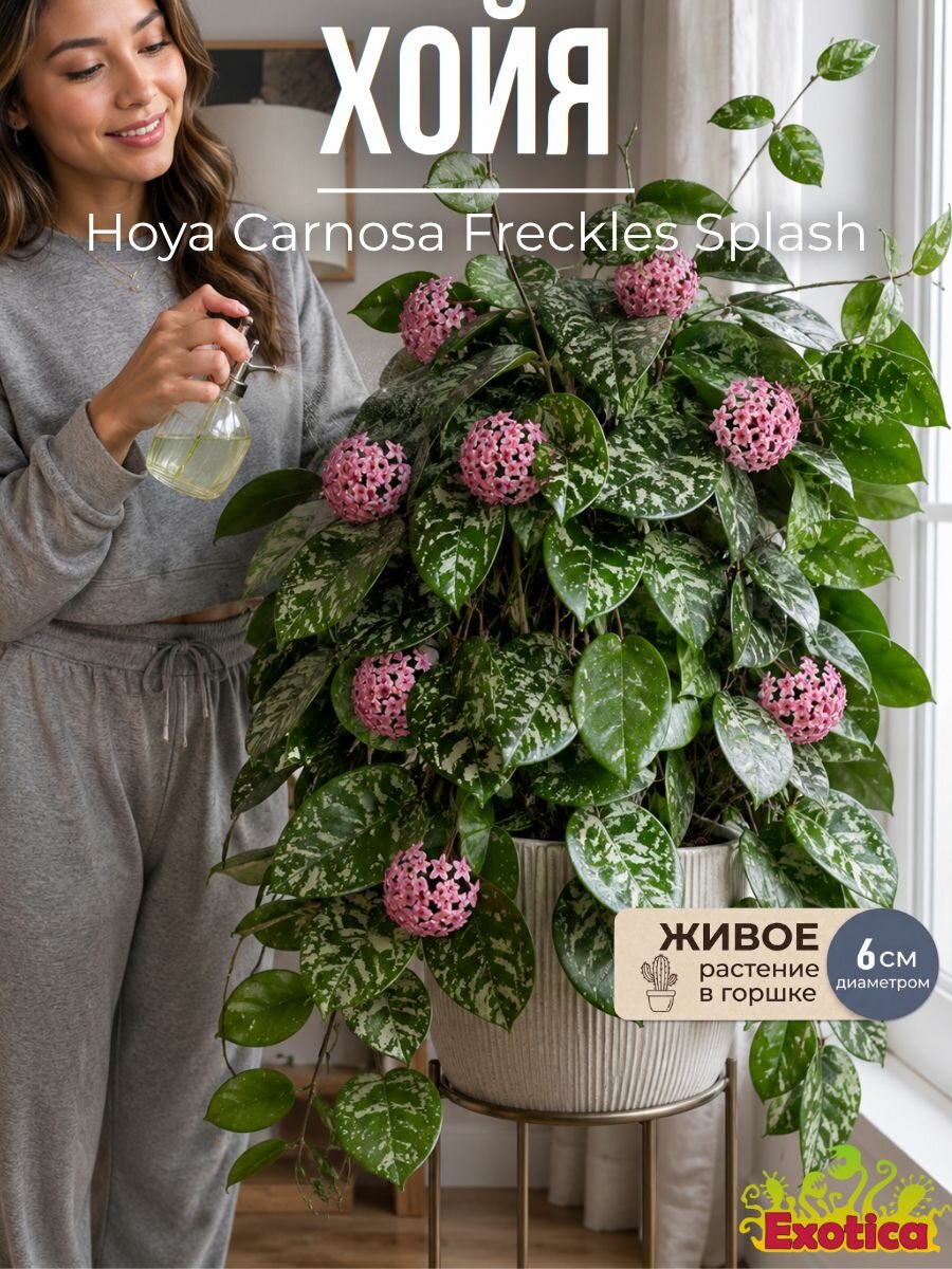Хойя Карноза Фреклс Сплэш (Hoya Carnosa Freckles Splash) D6см, живой цветок