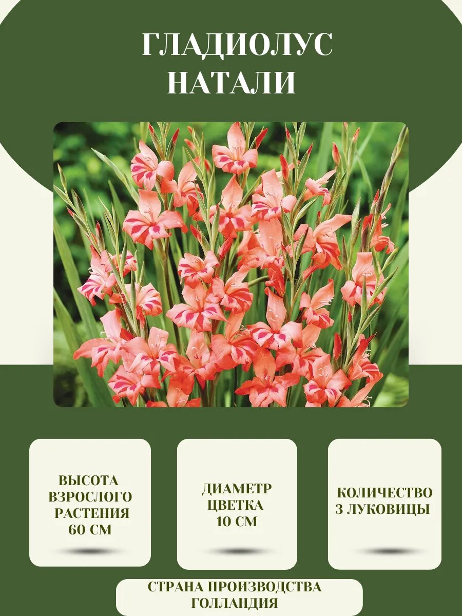 Гладиолус крупноцветковый /Луковицы гладиолуса