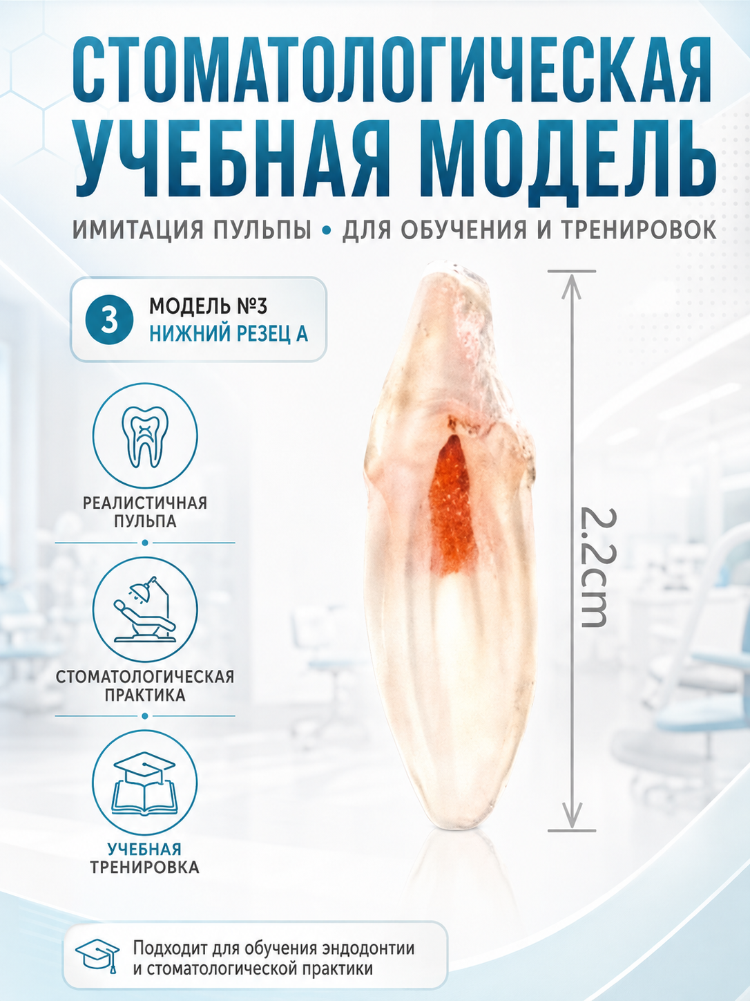 Учебная модель зуба с визуализацией корневых каналов, прозрачный полимер, тренажер для эндодонтической практики,