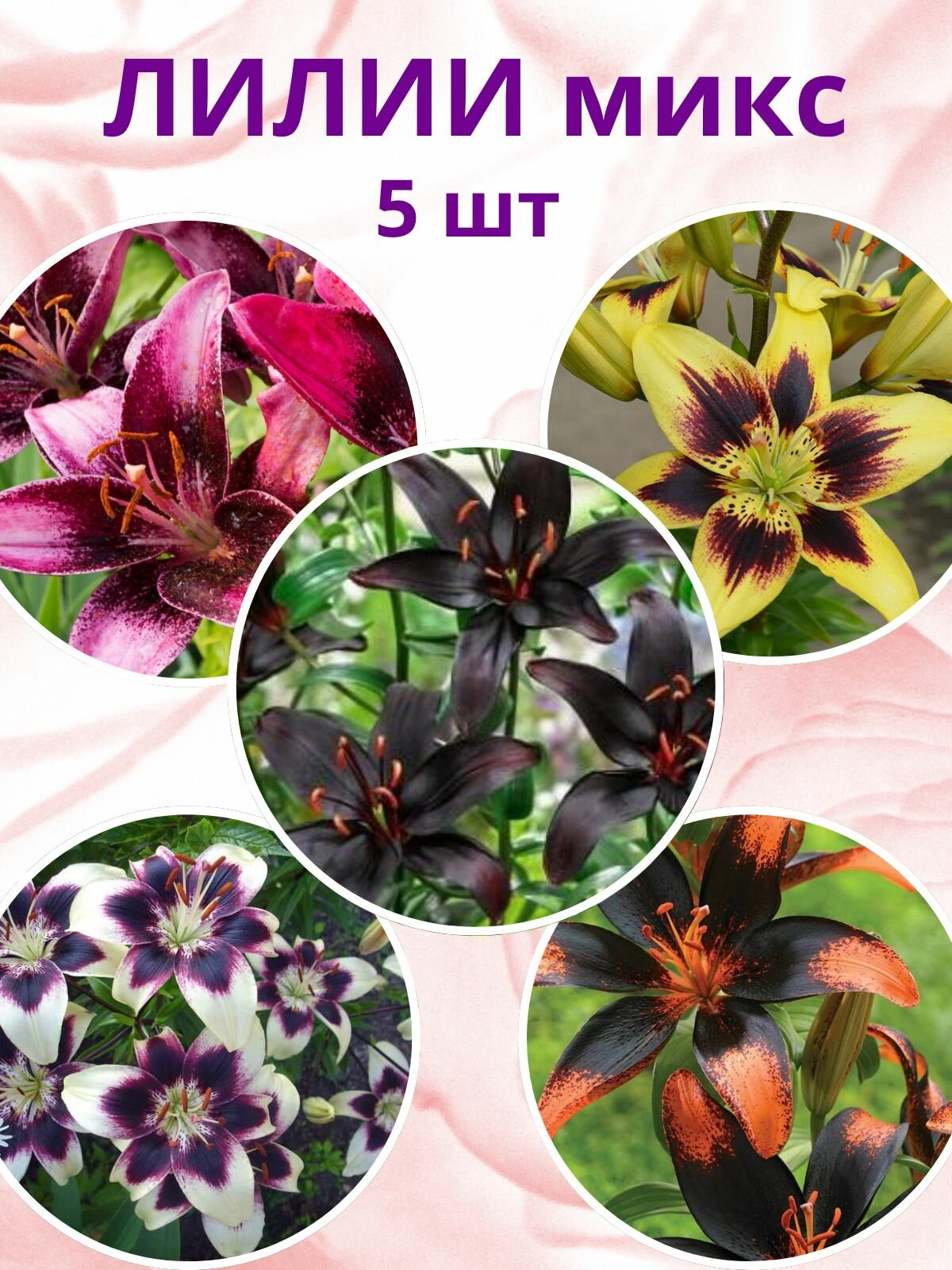 Лилия луковицы, многолетние цветы для посадки, микс 5 штук