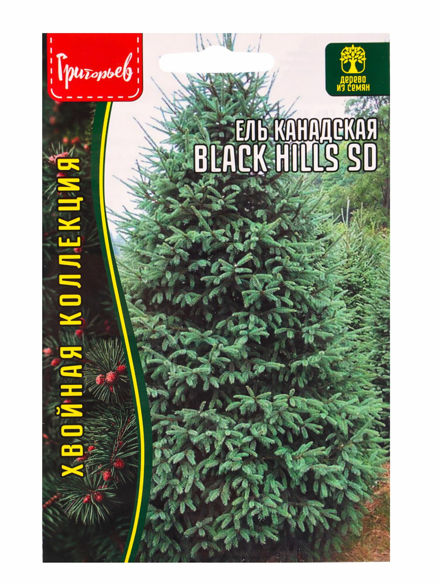 Семена Ель канадская Black Hills SD, 10 шт, вегетация: многолетники