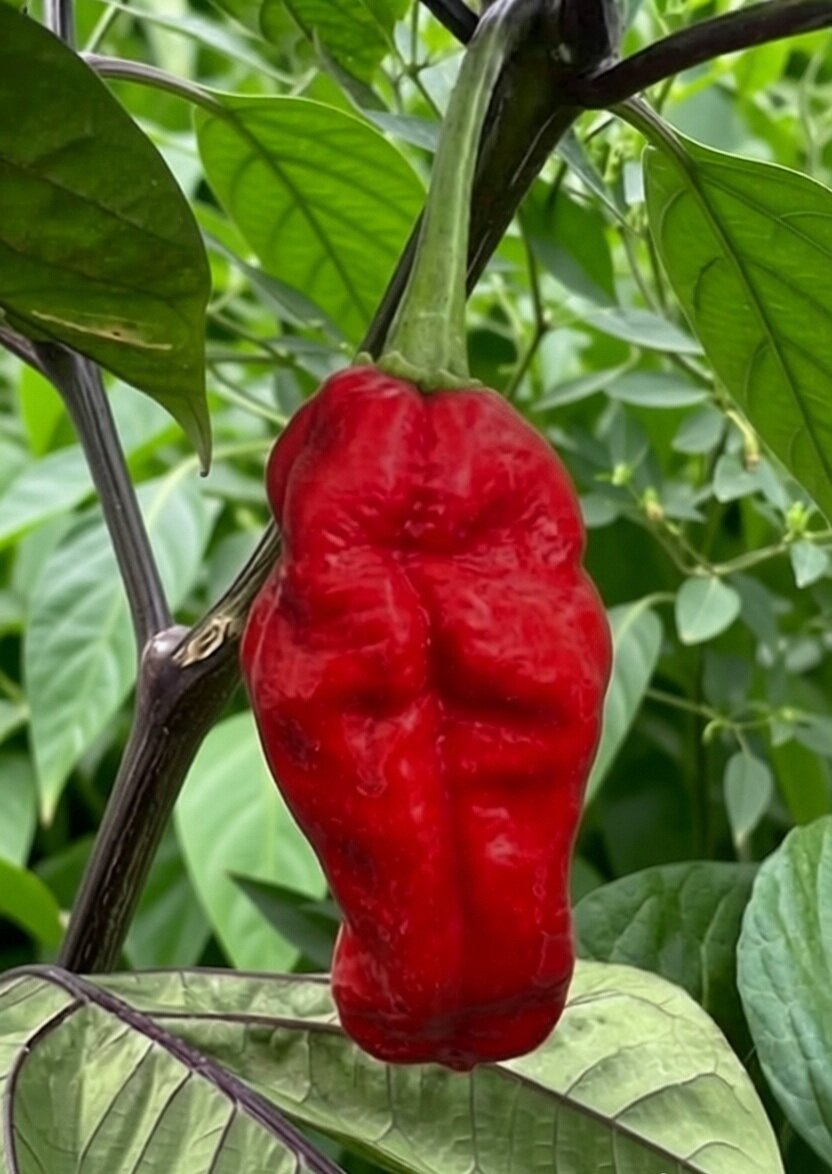 Семена Острый перец Reaper Dark Magma, 5 семян, Кубанский перцевод