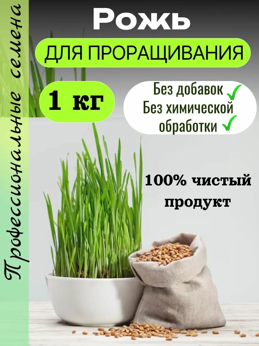 Рожь для проращивания 1 кг