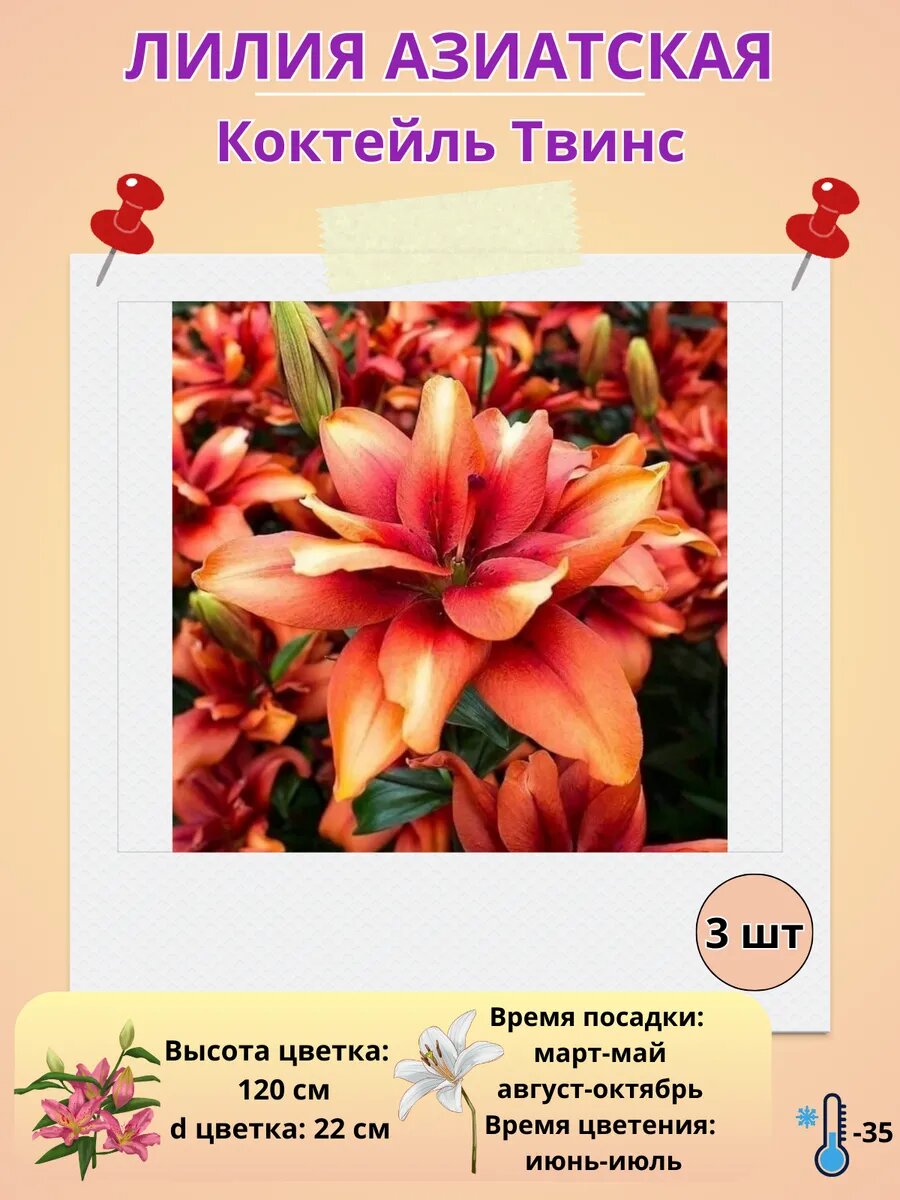 Лилия луковицы, многолетние цветы для посадки,3 штуки