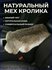 Шкура