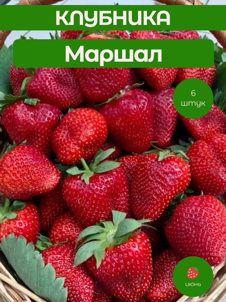 Клубника Маршал 6 штук