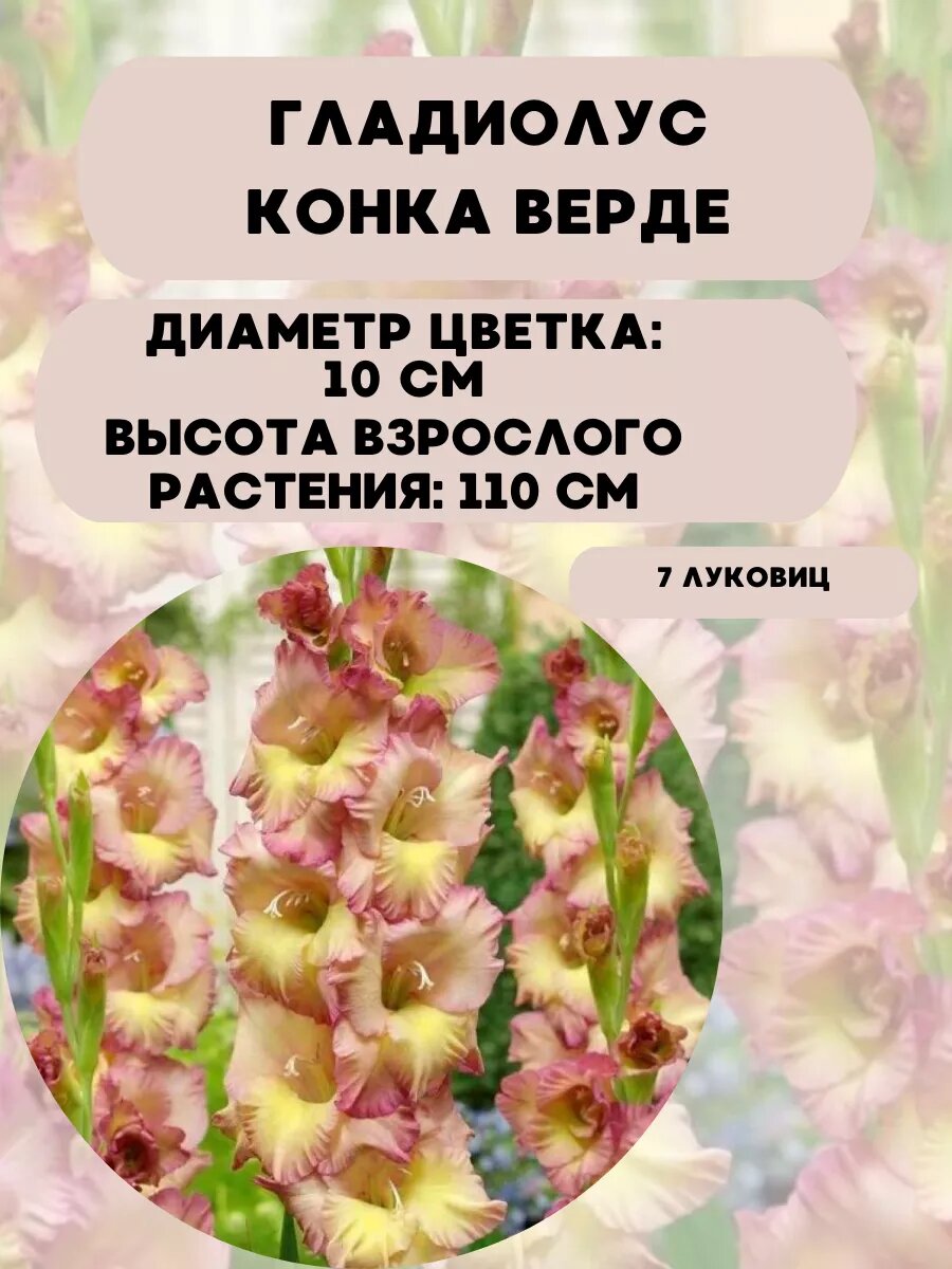 Гладиолус крупноцветковый/Луковицы гладиолуса