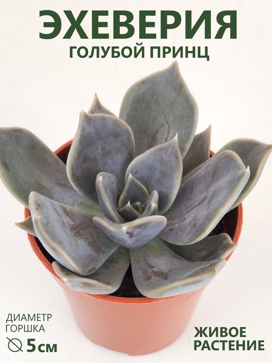 Эхеверия Голубой Принц живая в горшке (Суккулент живой), D-5