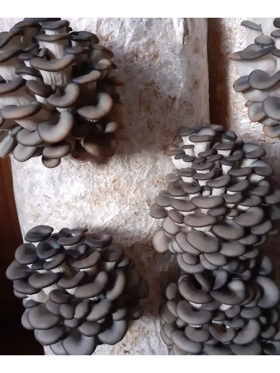 Мицелий грибов вешенка зерновой (штамм M5) -100 гр