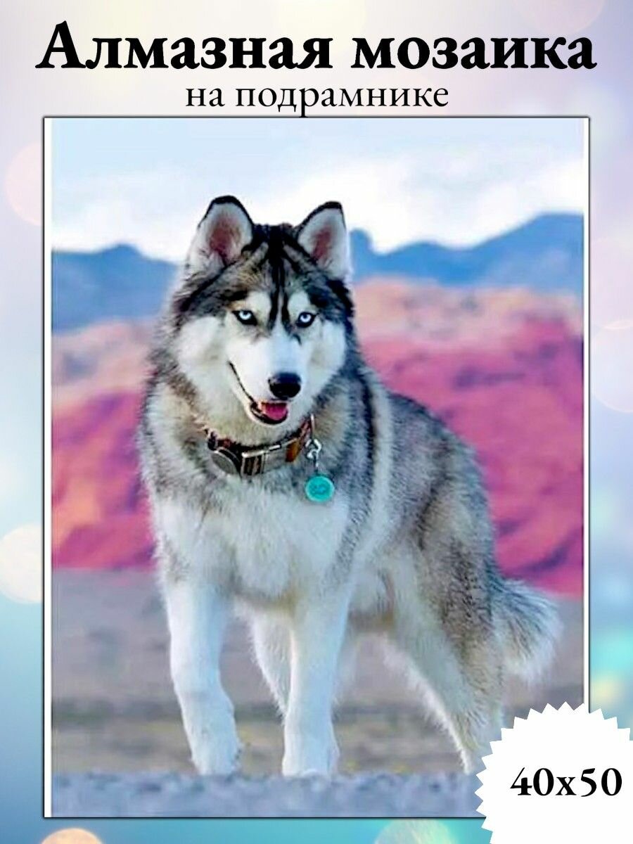 Алмазная мозаика, алмазная живопись на подрамнике 40х50 Картина стразами "Собака Хаски"