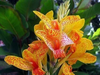 Канна CARNAVAL низкорослая 1шт