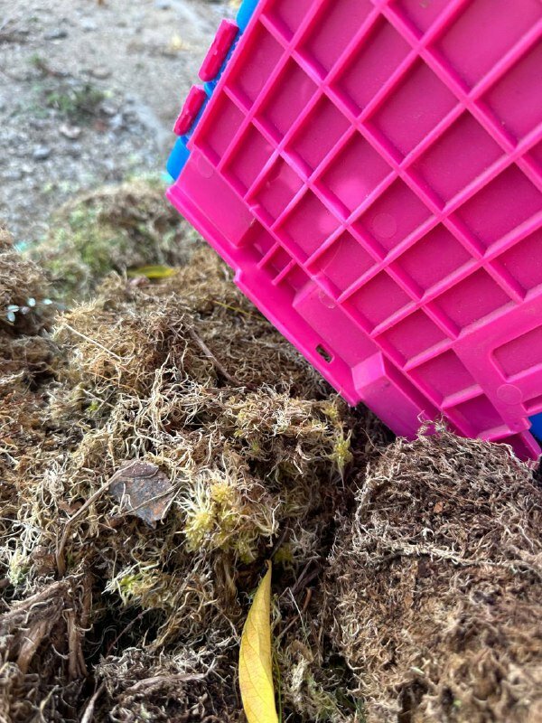 Мох сфагнум отборный 55л Надымский субстрат для орхидей, для растений, улиток, террариумов Урожай Свежий Эко продукт