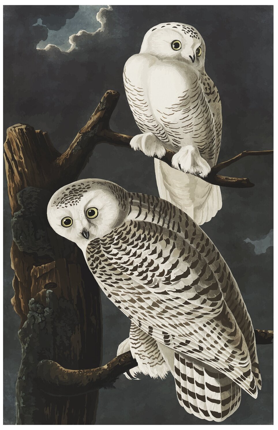 Постер / Плакат / Картина Снежные совы 40х50 см в раме