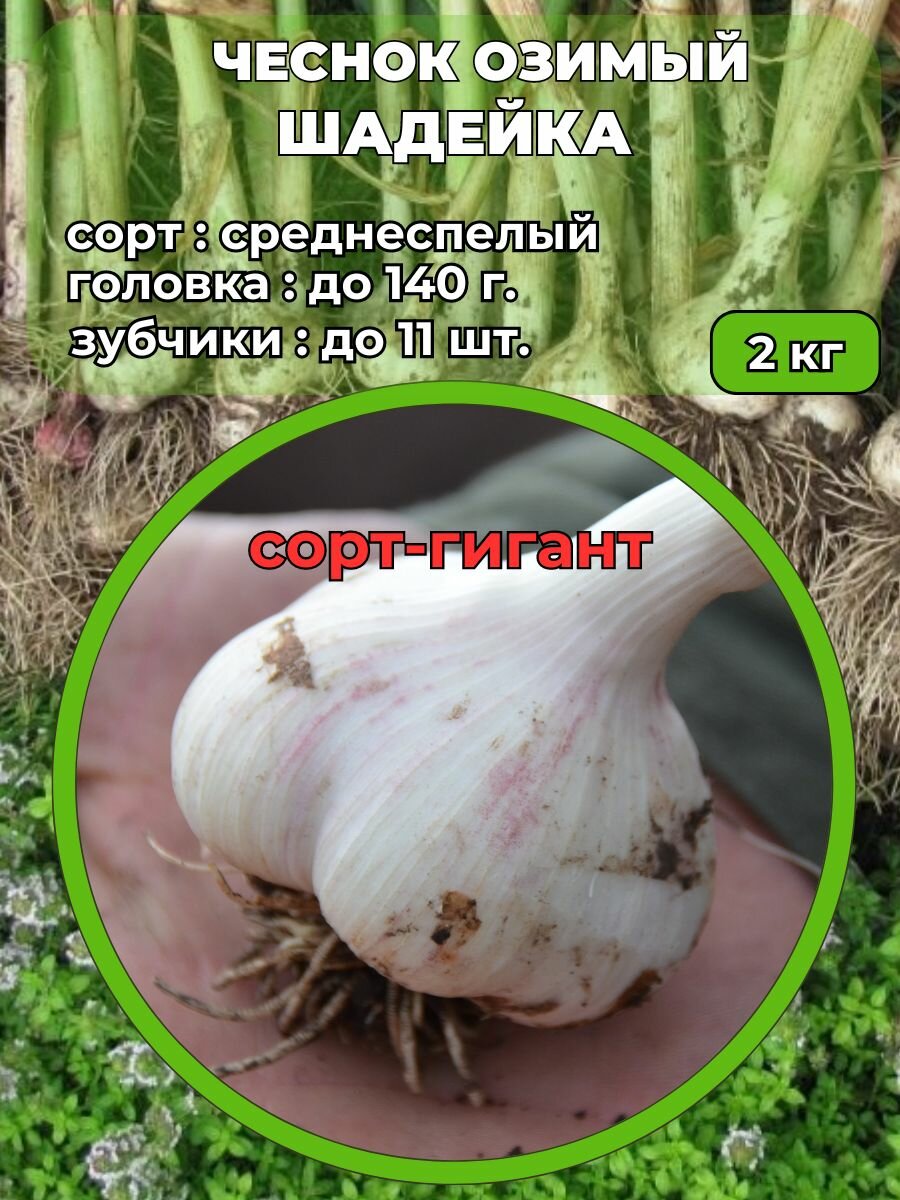 Чеснок озимый на посадку Шадейка 2 кг