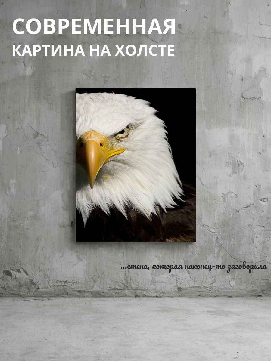 Картина на холсте Орел/птица 40x60 см