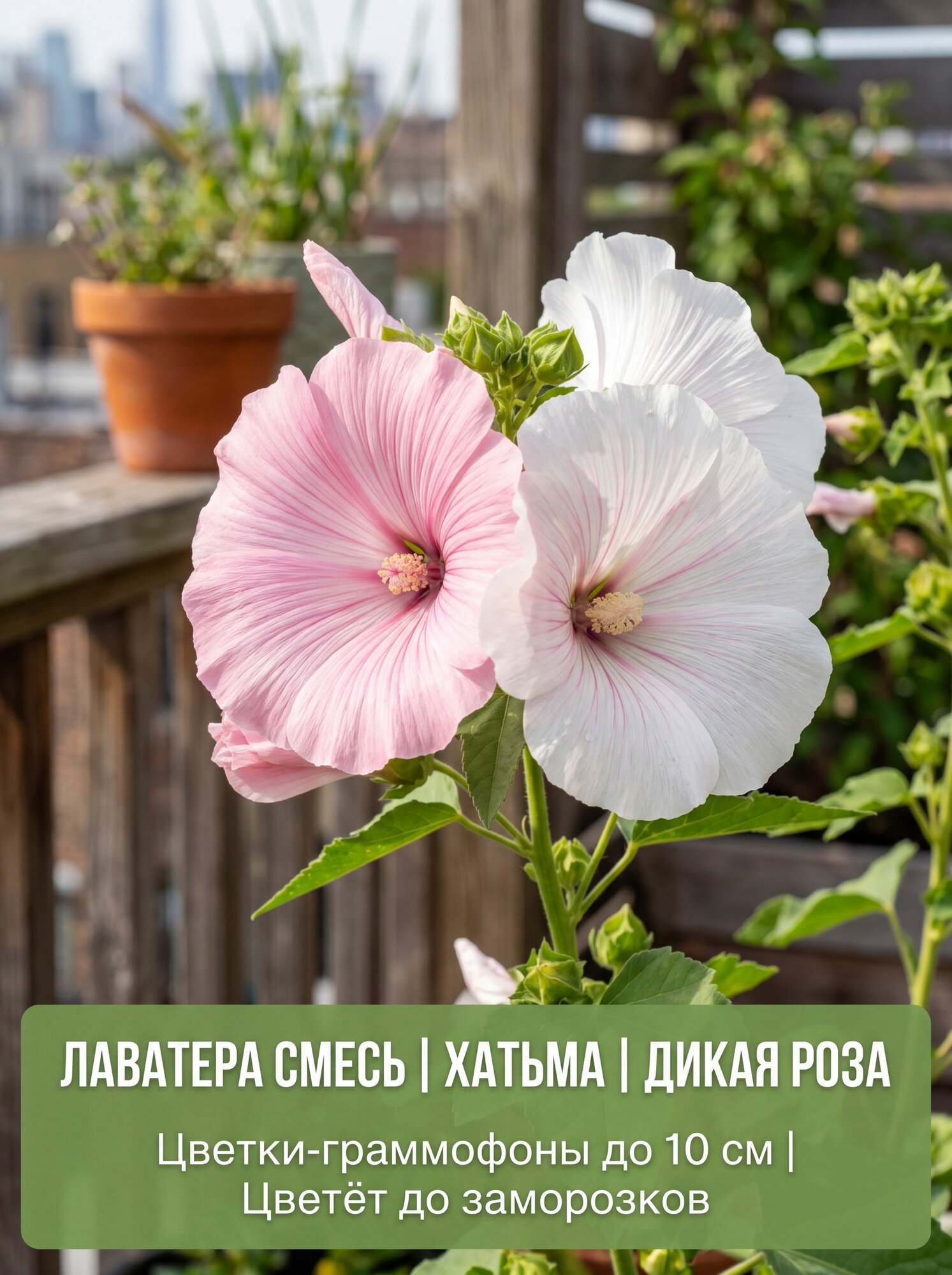 Семена Лаватера смесь Белая и Розовая (хатьма, дикая роза) цветки-граммофоны для ленивых дачников