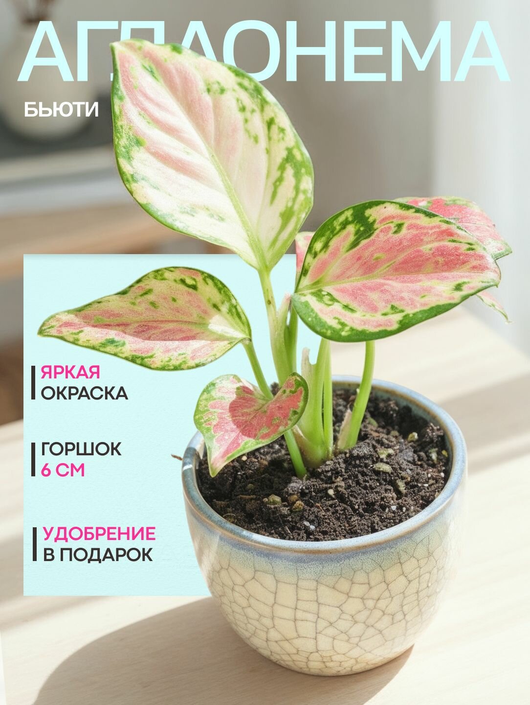Аглаонема Бьюти комнатный цветок в горшке живой