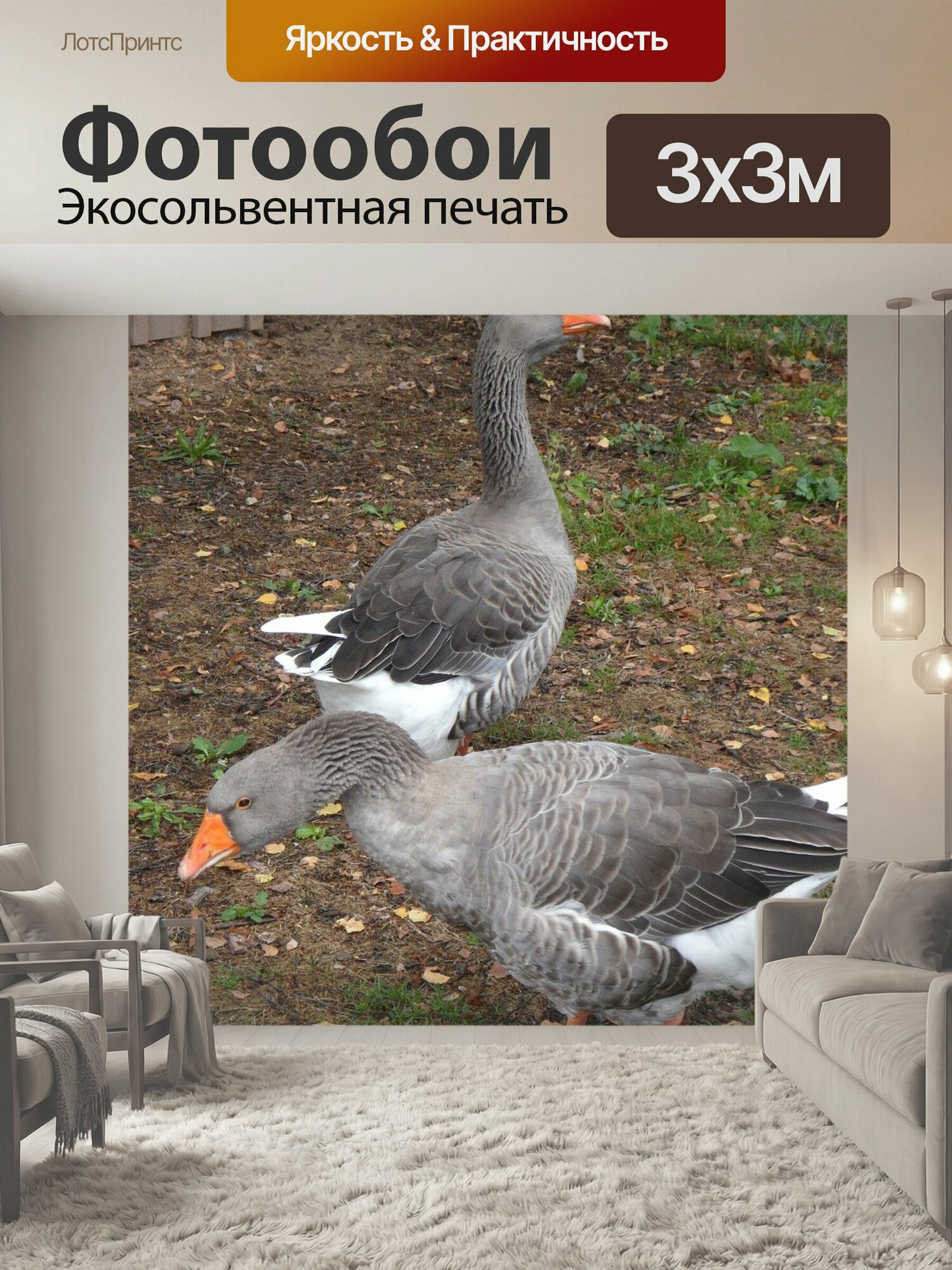 Фотообои "Гуси, птицы, гусь" 300x300 см. экосольвентная печать