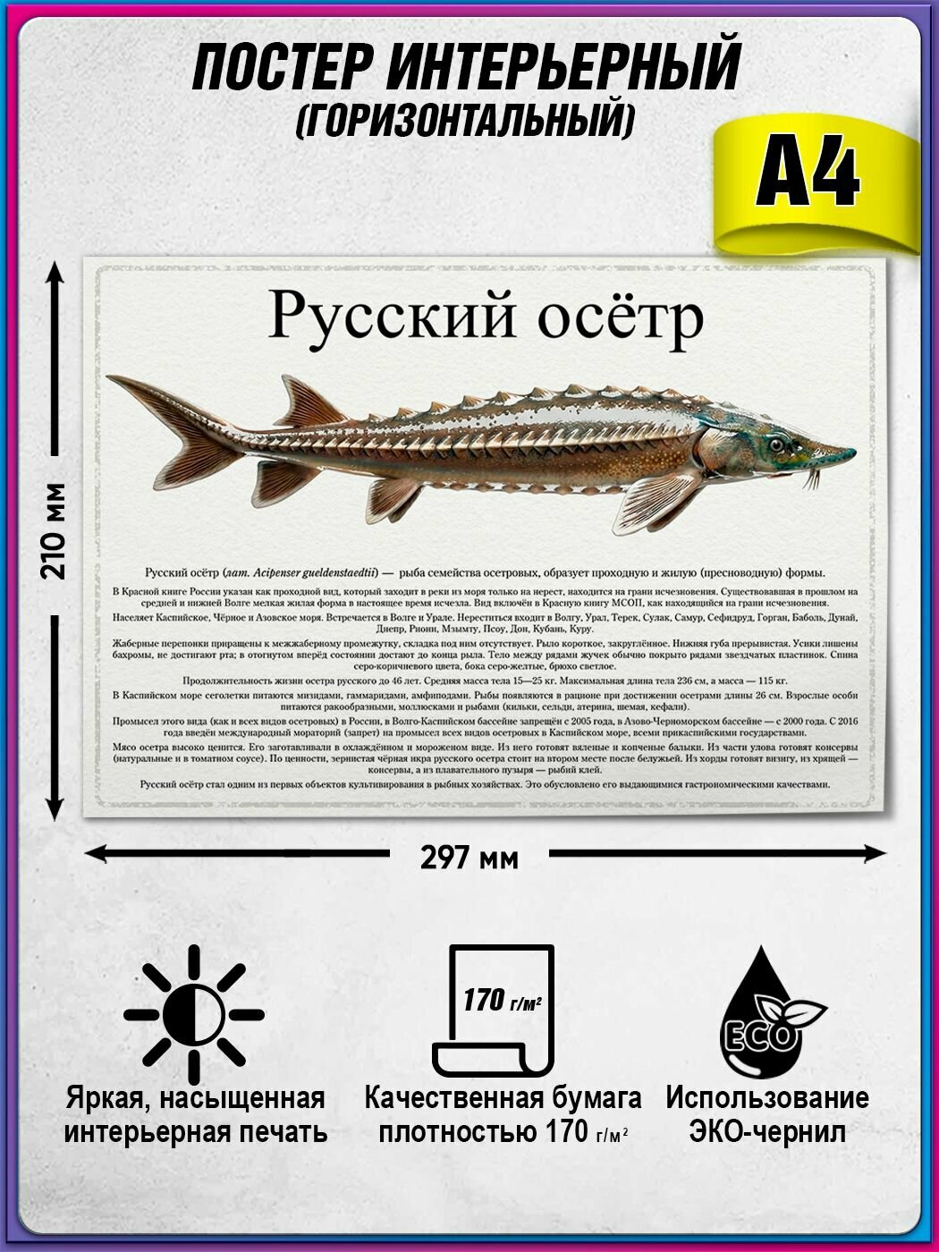Постер интерьерный "Русский осётр" с описанием, плакат, подарок на День рыбака / А-4 (21x30 см.)