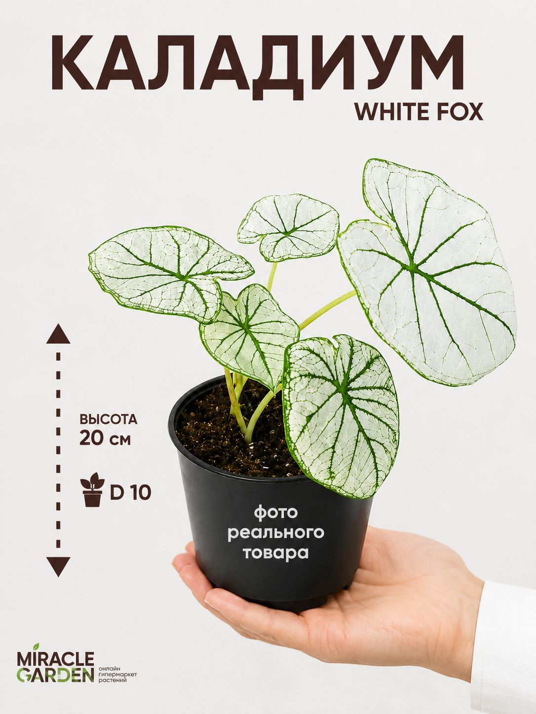 Каладиум Вайт White Fox растение живое в горшке комнатное H20 см D10 Miracle Garden