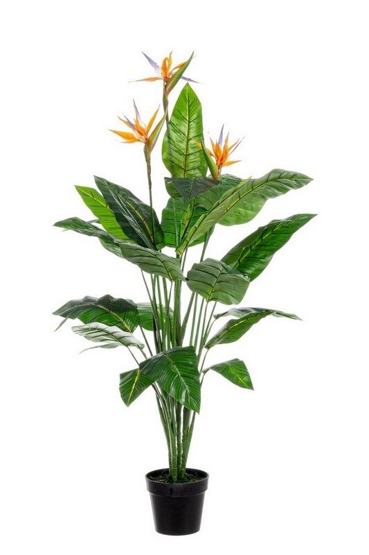Растение декоративное BIZZOTTO STERLITZIA PLANT 0172481 d700х1500h