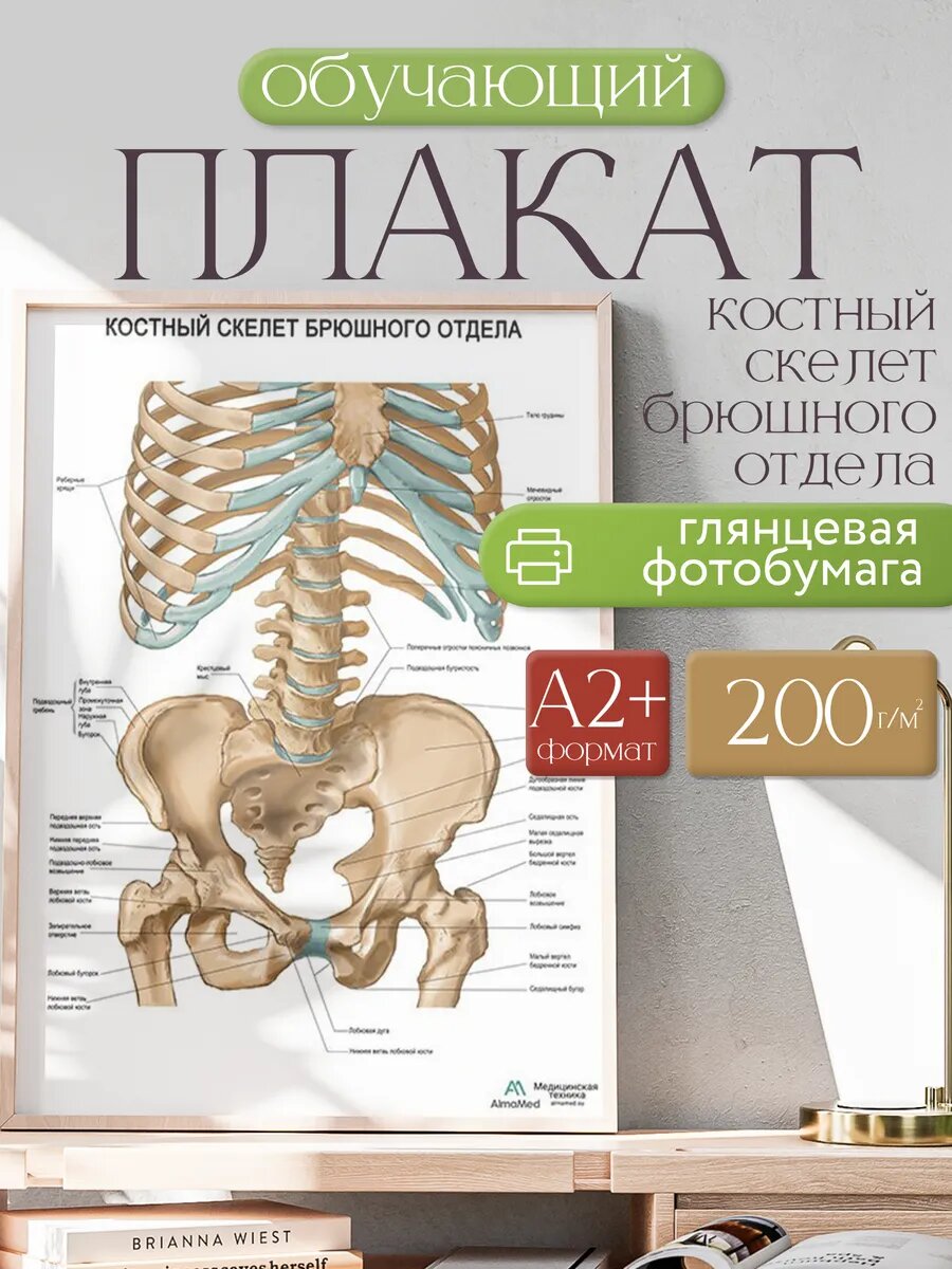Костный скелет брюшного отдела, плакат, глянцевая фотобумага от 200 г/кв. м, размер A1+