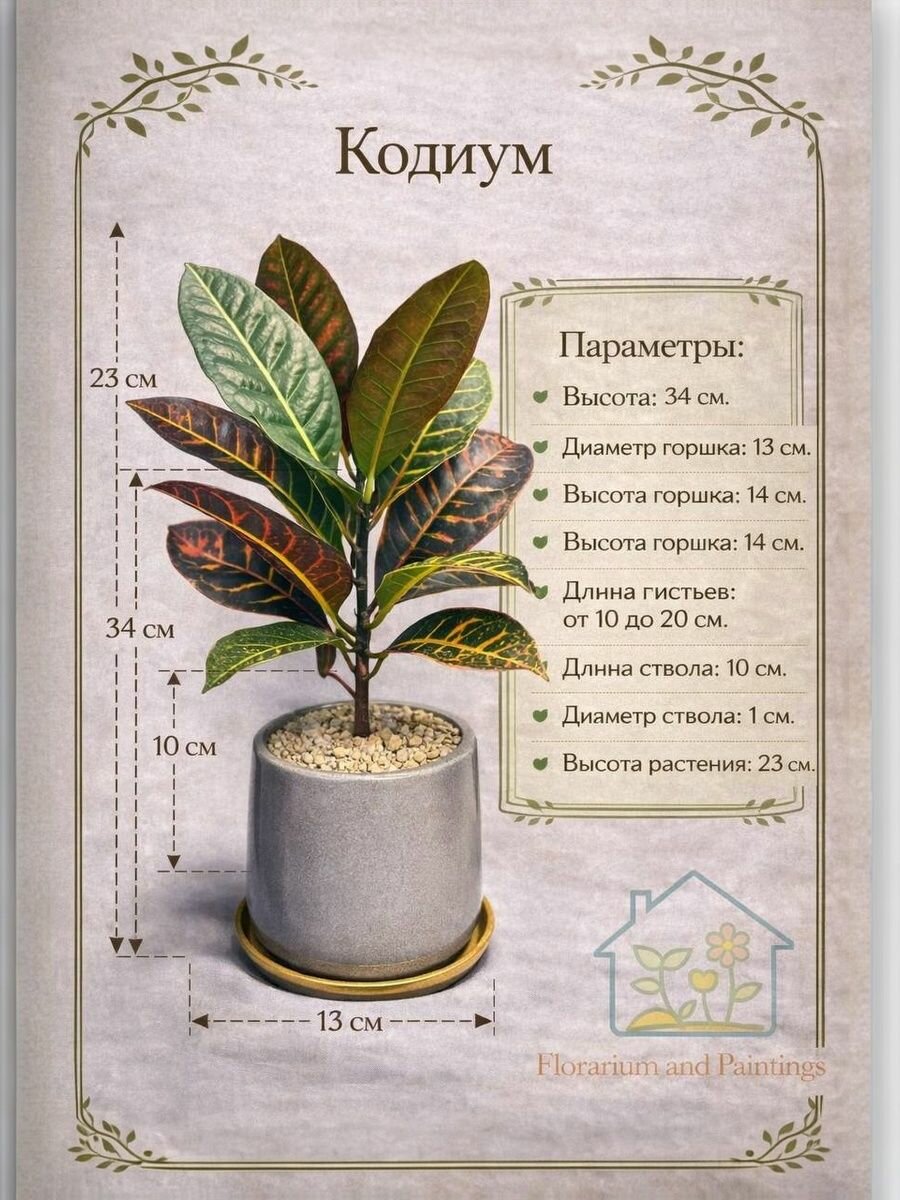 Комнатное растение Кодиеум Петра (Codiaeum Petra) , домашнее растение