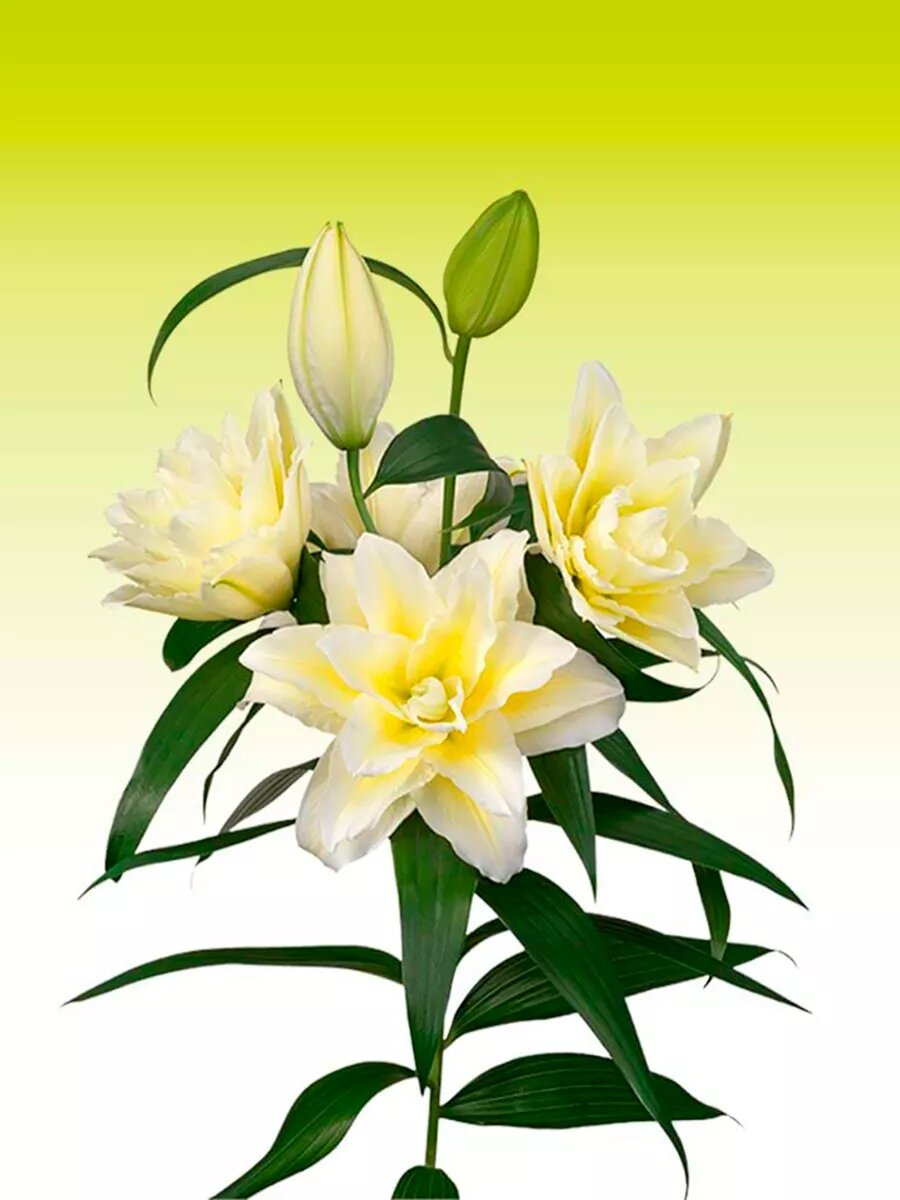 Лилия Roselily Ludwina 1 шт