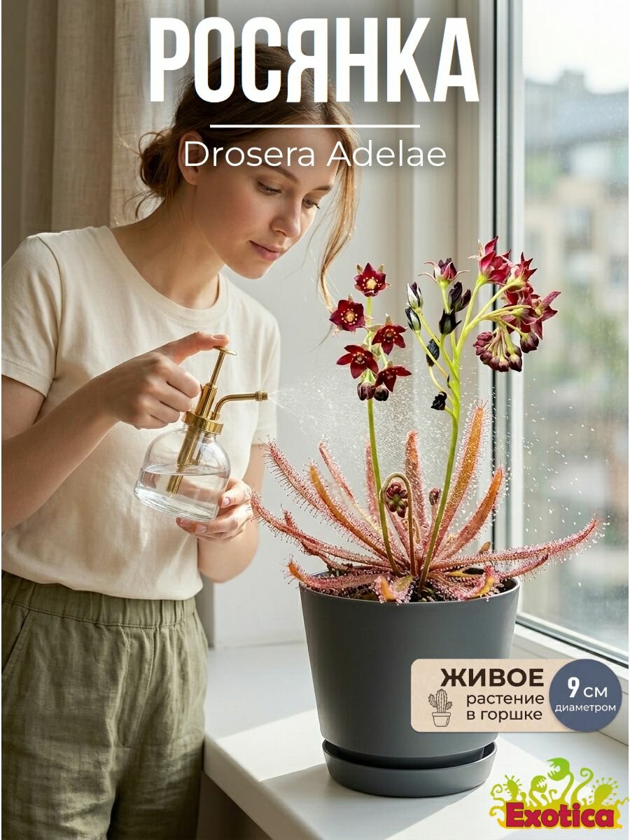 Росянка Адель (Drosera Adelae) D9см, насекомоядное растение