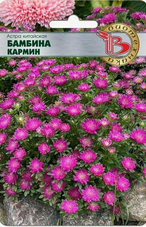 Семена Астра Бамбина Кармин Биотехника